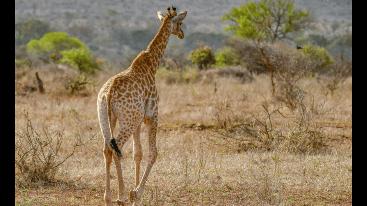 TikToker Goes Flying After Wild Giraffe’s Brutal Kick; Viral Video ... TikToker Goes Flying After Wild Giraffe’s Brutal Kick; Viral Video ...